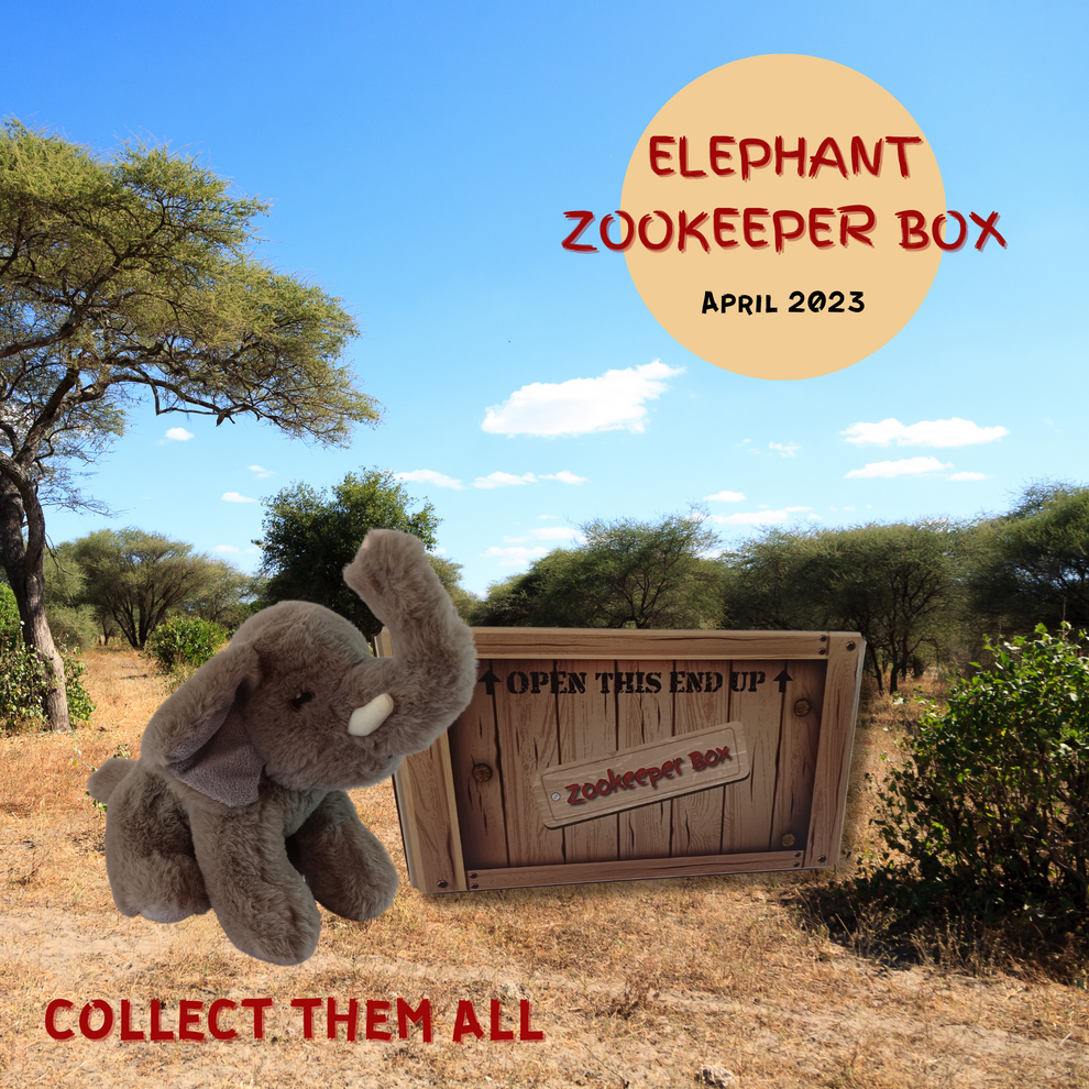 Elephant Box (Past Box) – Animal Explorers Club